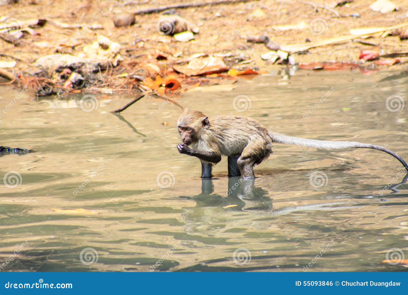 Monkey Were Playing Pool in the Tropical Forests Stock Photo - Image of ...