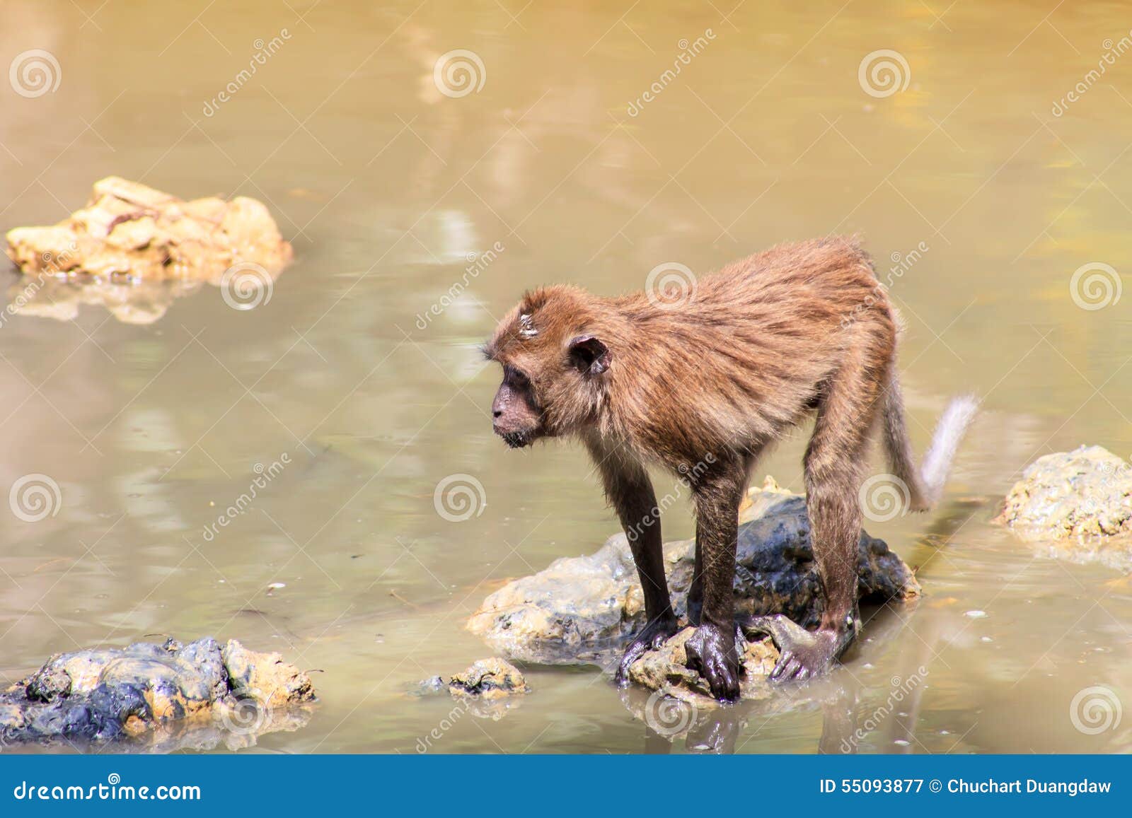 Monkey Were Playing Pool in the Tropical Forests Stock Image - Image of ...