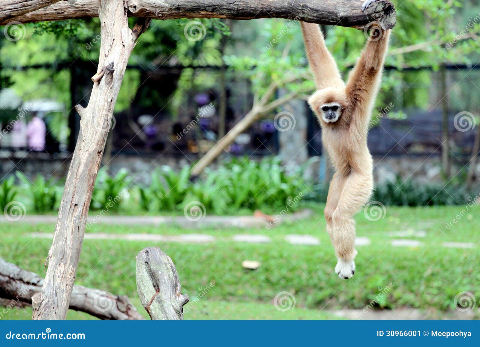 Monkey Were the Trapeze with Fun. Stock Image - Image of primates ...