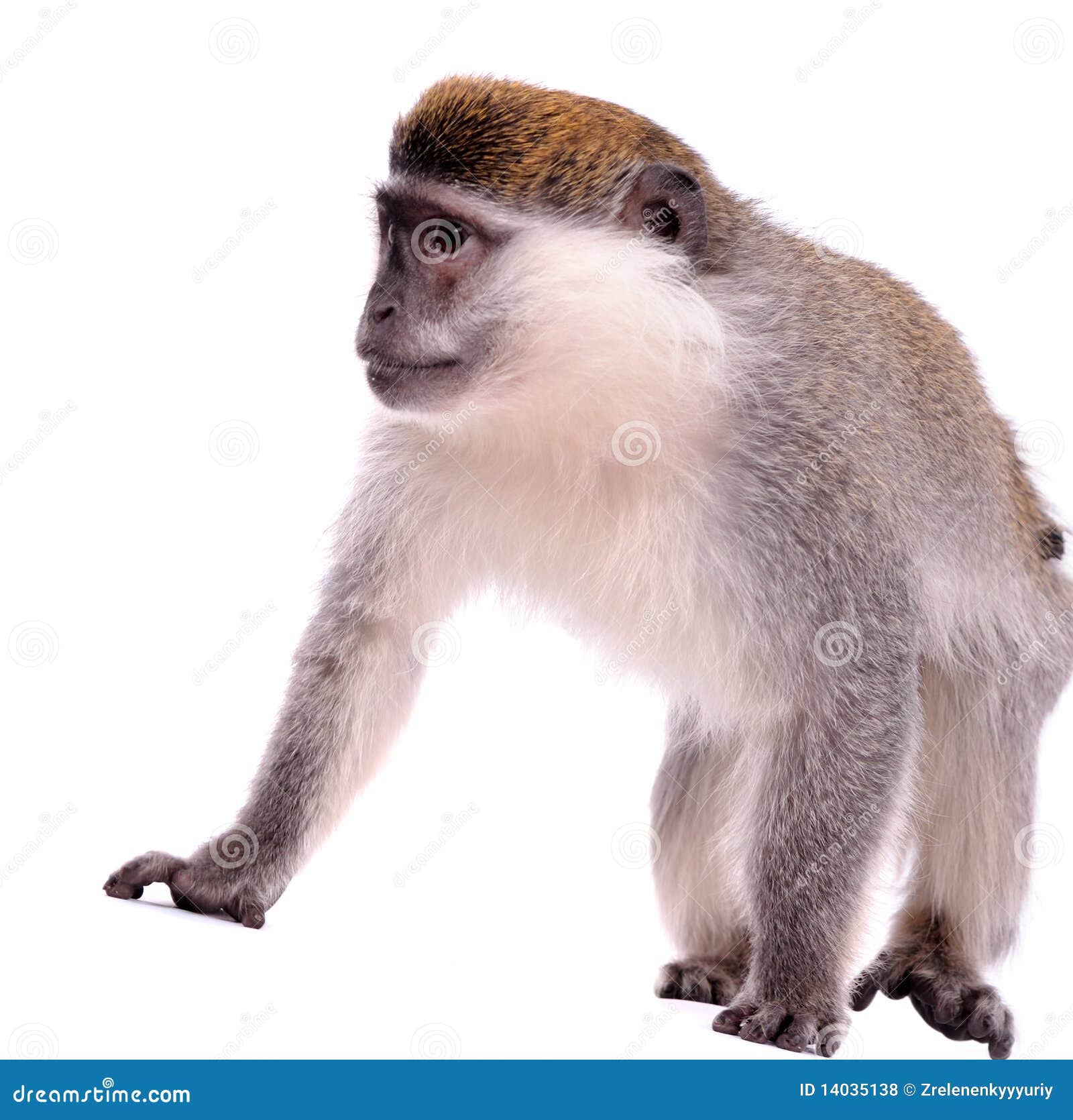 Monkey White Background Stock Photos - Royalty Free Images