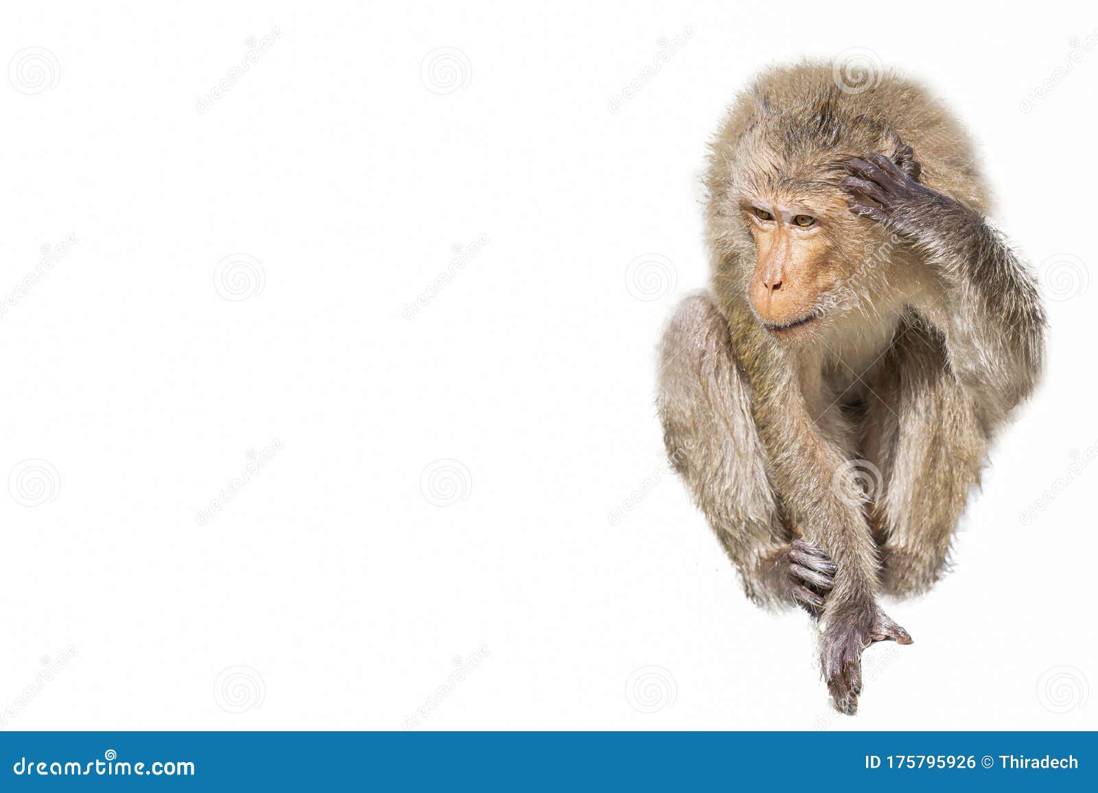 A Monkey on a White Background Stock Photo - Image of eating, brown ...