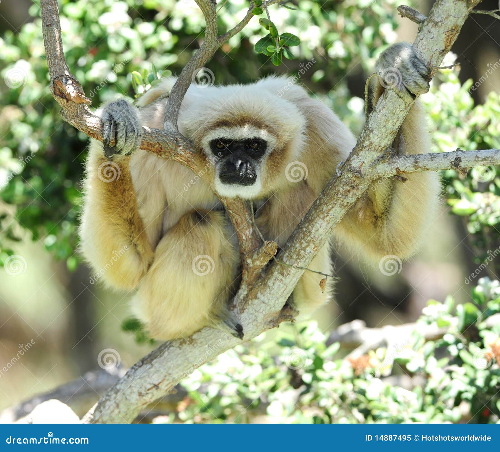 White Handed Gibbons Hugging Stock Photo | CartoonDealer.com #91061868