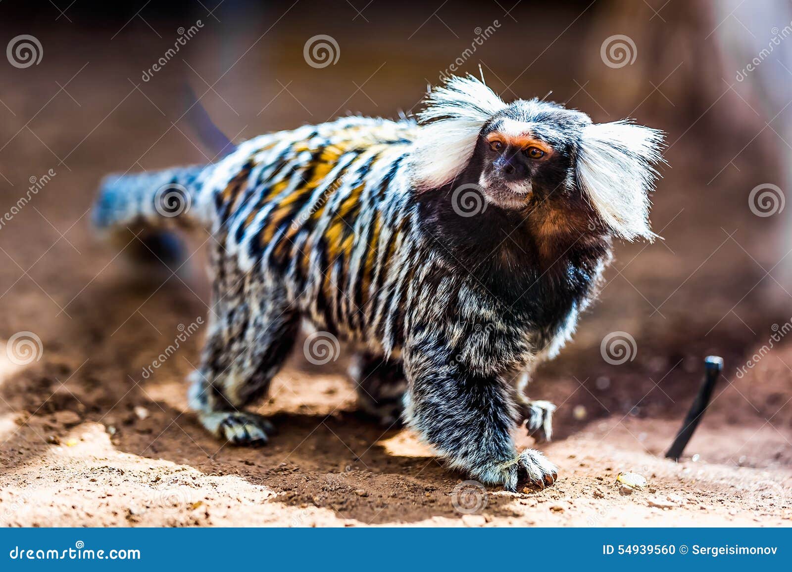 Monkey White Tufted Marmoset Stock Photo - Image of monkeyish, life ...