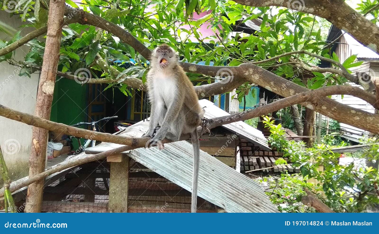 A Monkey Who is Upset Due To Human Activity Stock Photo - Image of ...