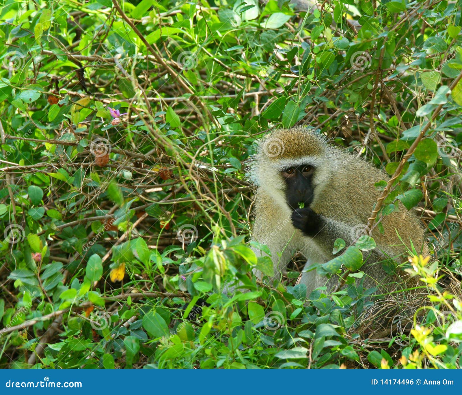 Monkey in the wild stock photo. Image of safari, park - 14174496