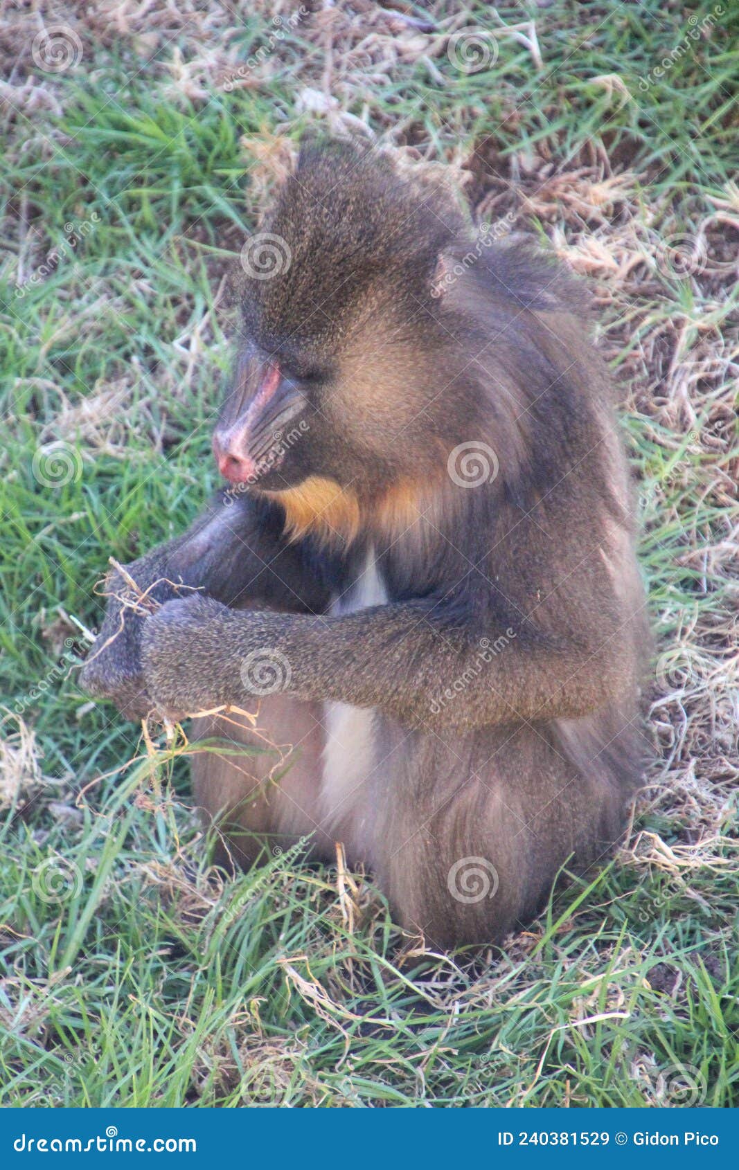 Monkey in the Wild. High Quality Photo Stock Image - Image of monkeys ...