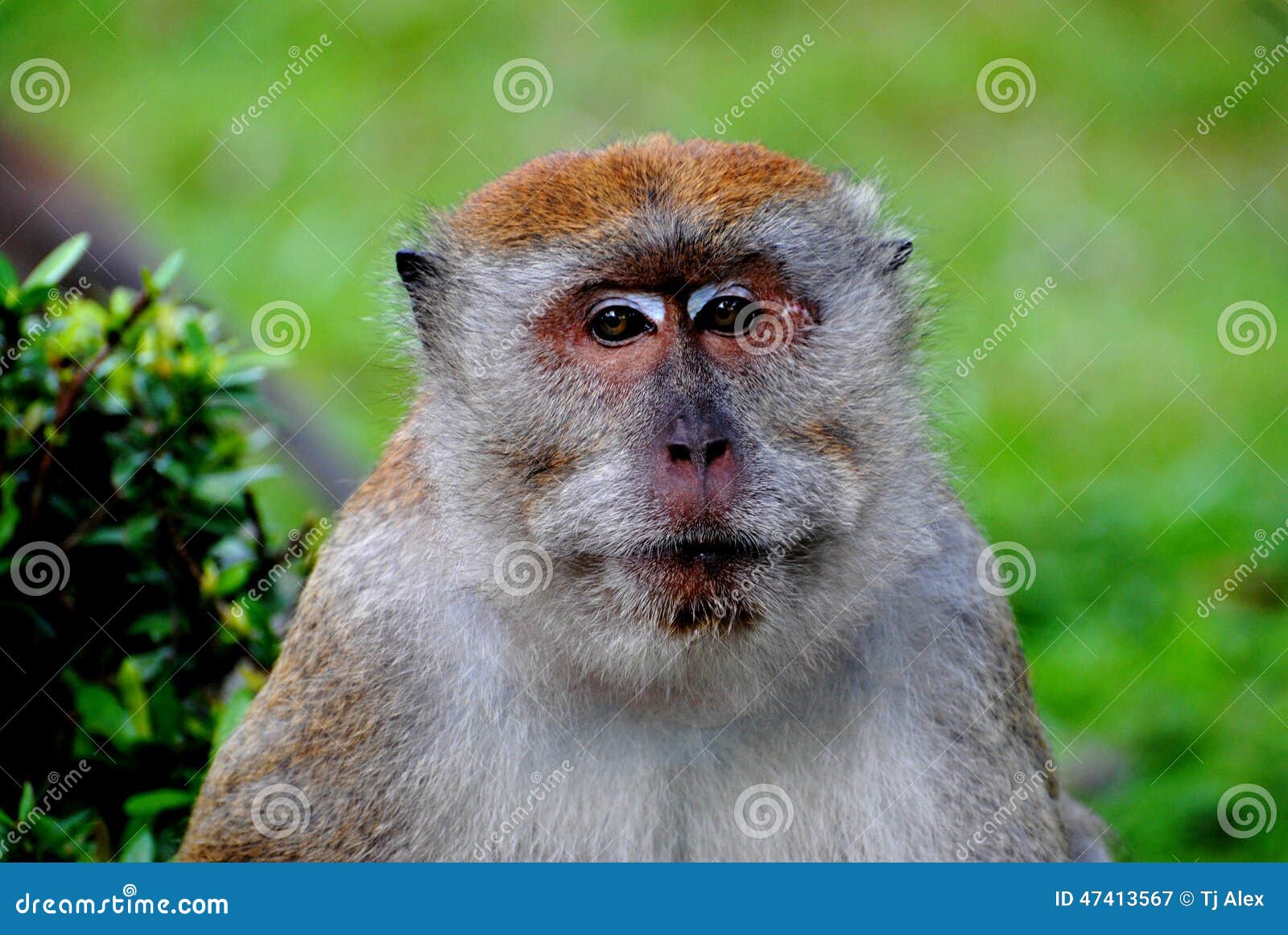 Monkey stock image. Image of macaque, wildlife, snout - 47413567