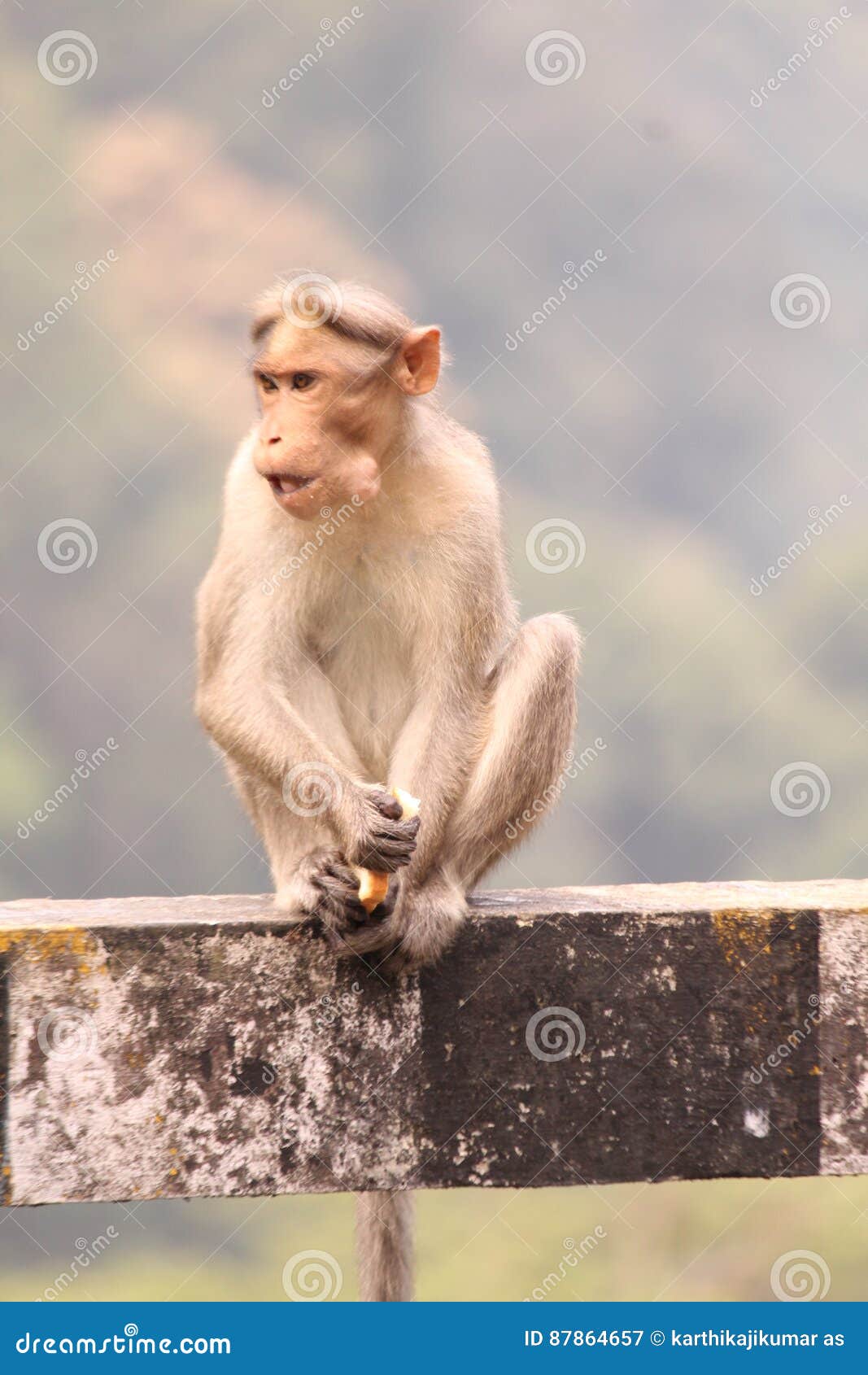Monkey stock image. Image of pose, primate, monkey, jungle - 87864657