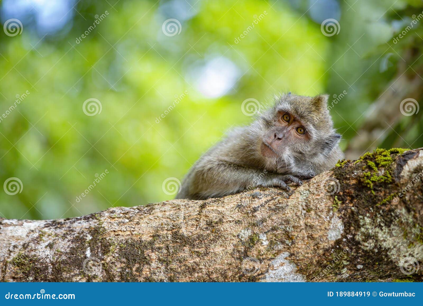 Monkey in the Wild Seating on a Tree. Stock Image - Image of wood ...