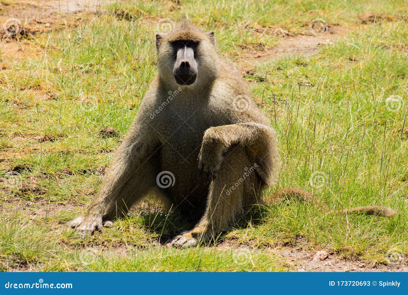 Monkey in the Wilderness Landscape Stock Image - Image of creation ...