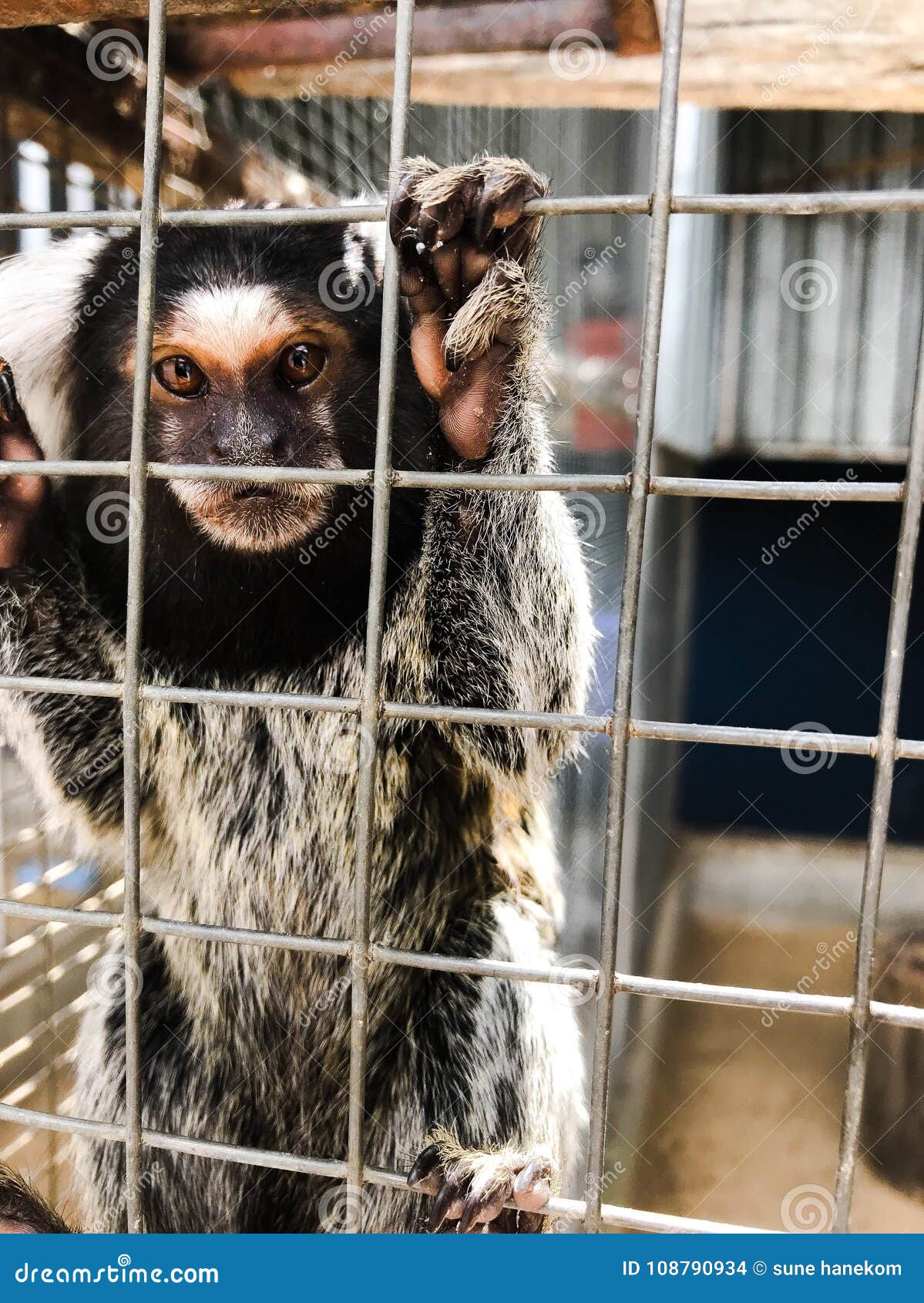 Caged stock photo. Image of beauty, monkey, caged, animals - 108790934