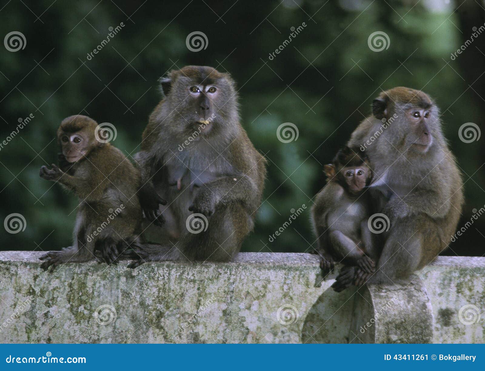 Monkey stock image. Image of forest, baby, living, horizontal - 43411261