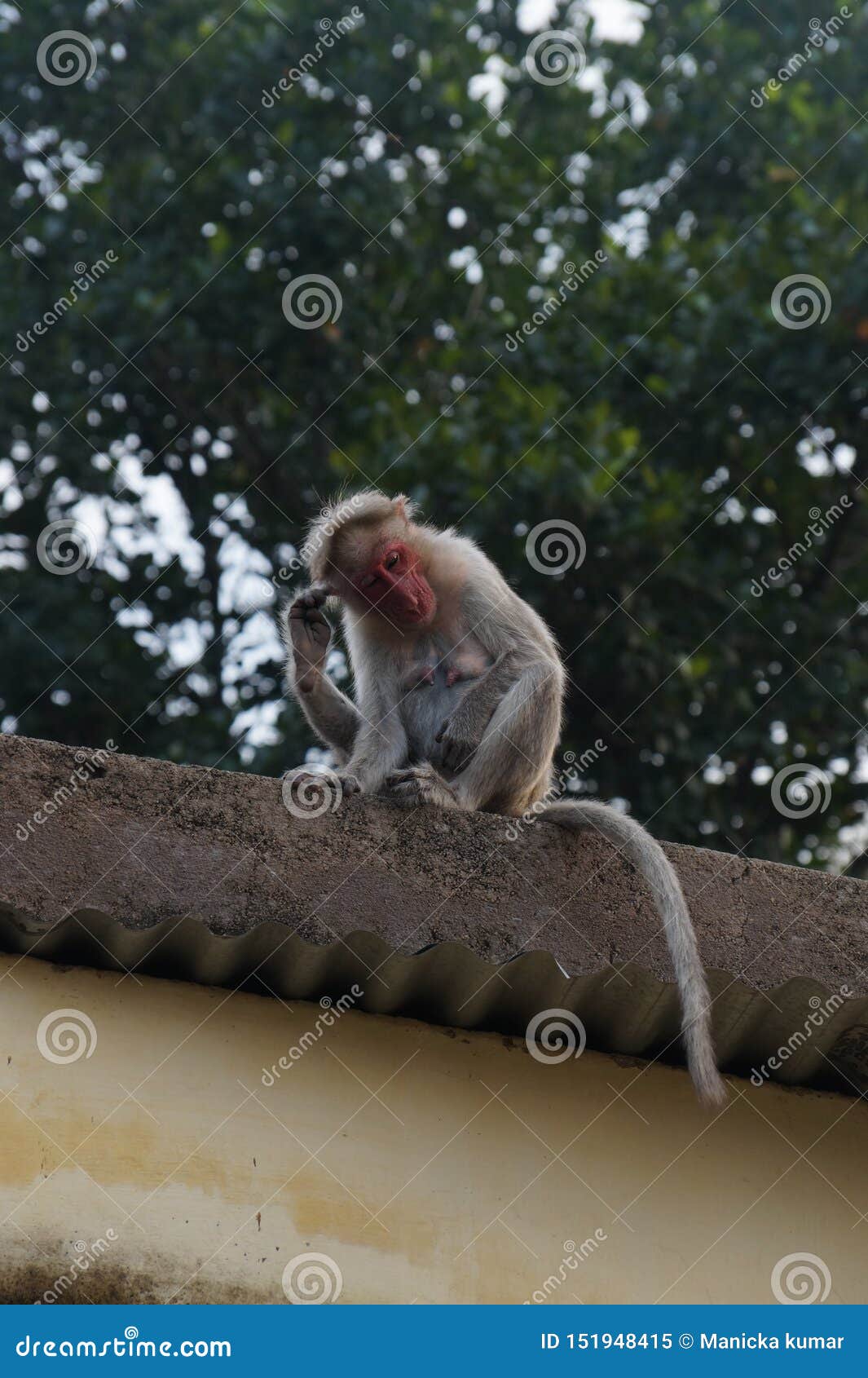 Monkey stock image. Image of monkey, wildlife, lion - 151948415