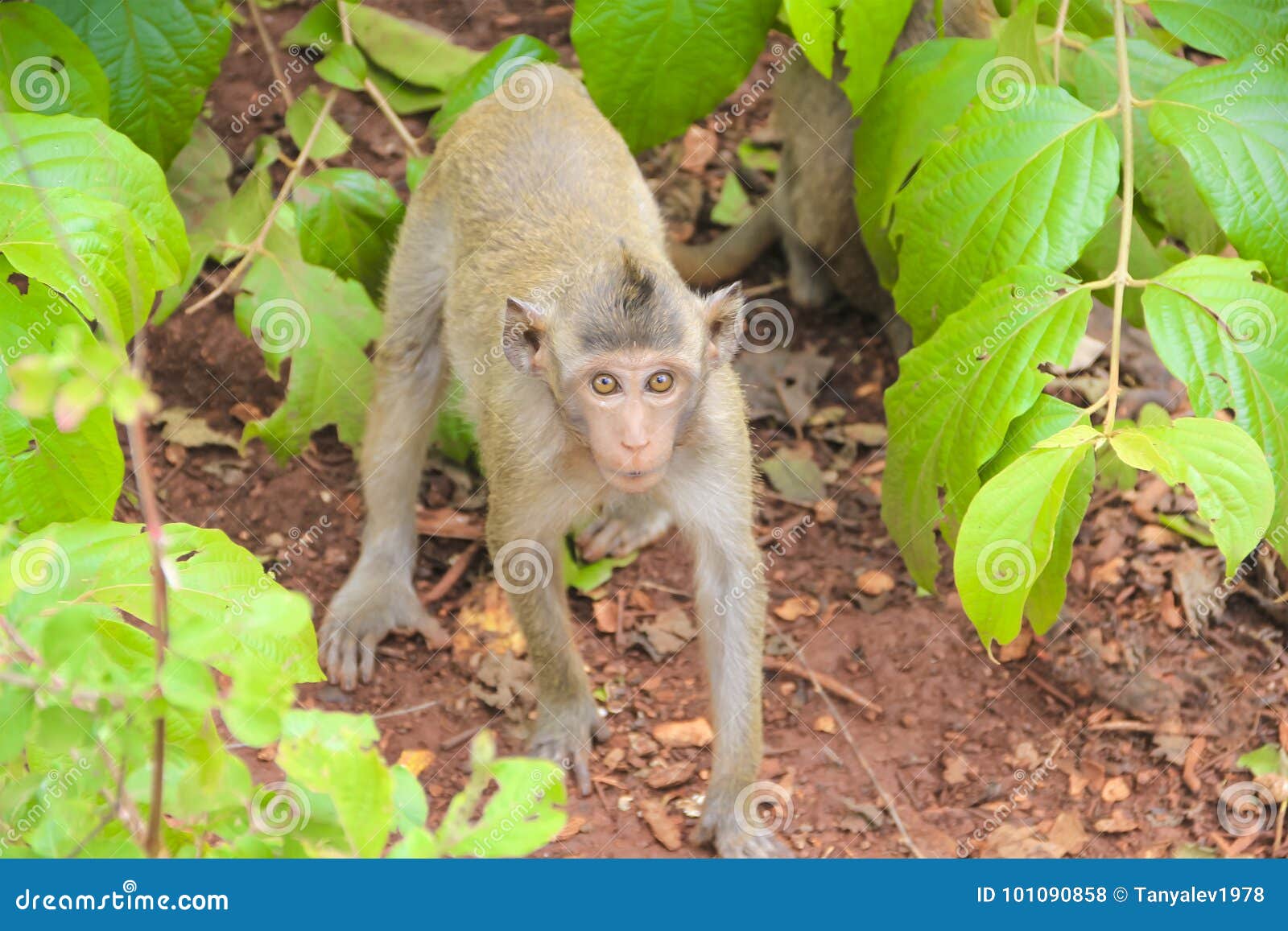 Monkey Wildlife Tree Leaves Stock Photo - Image of brown, hair: 101090858