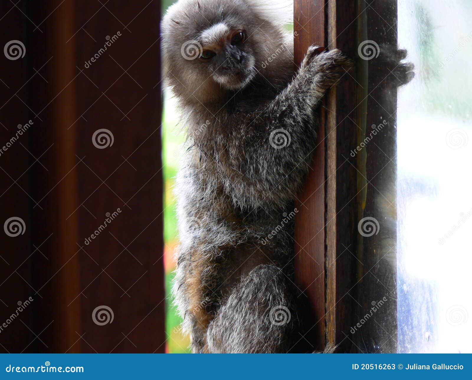 Monkey in window stock image. Image of cling, clinging - 20516263