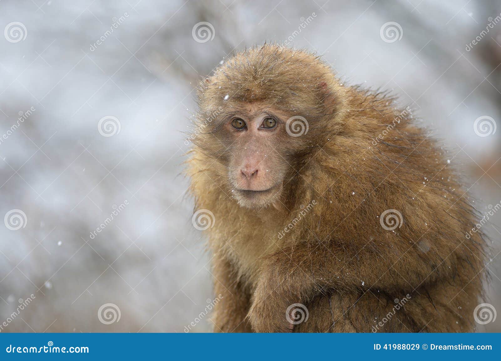 Monkey in winter stock image. Image of wild, animal, china - 41988029