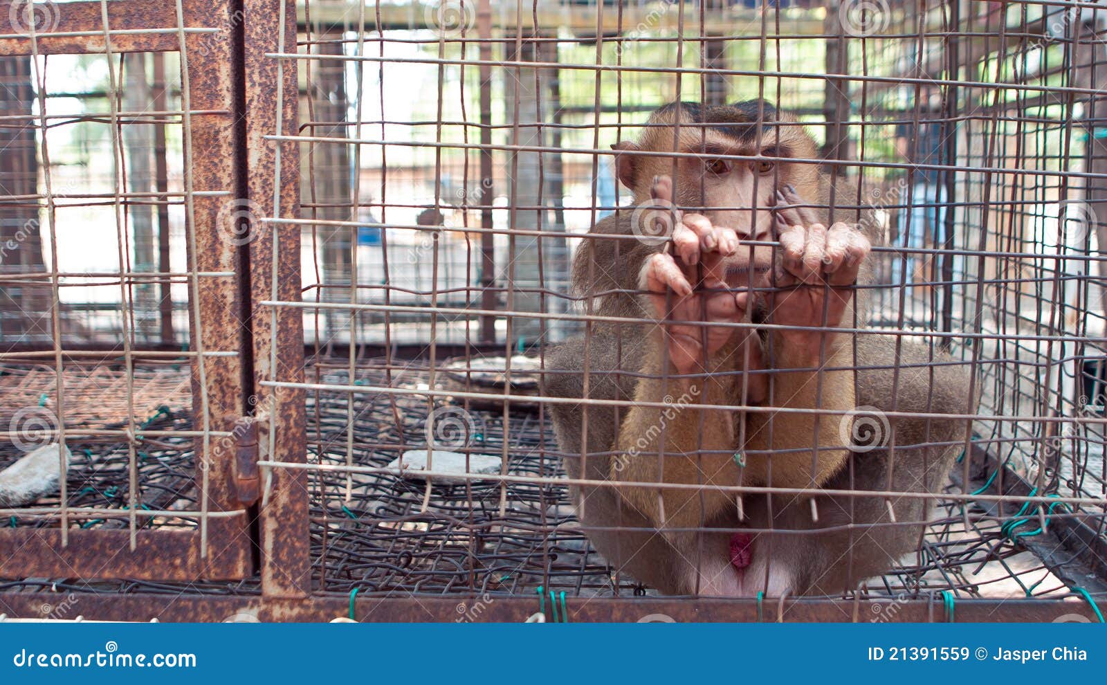 Monkey in wire cage stock image. Image of restricted - 21391559