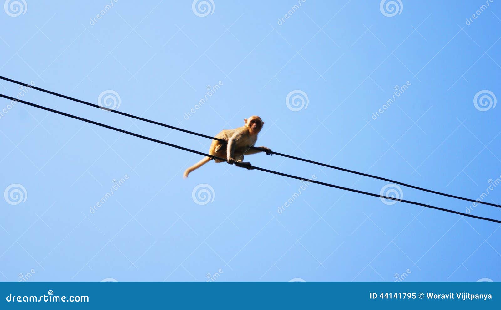 Monkey on Wire stock image. Image of playing, forest - 44141795