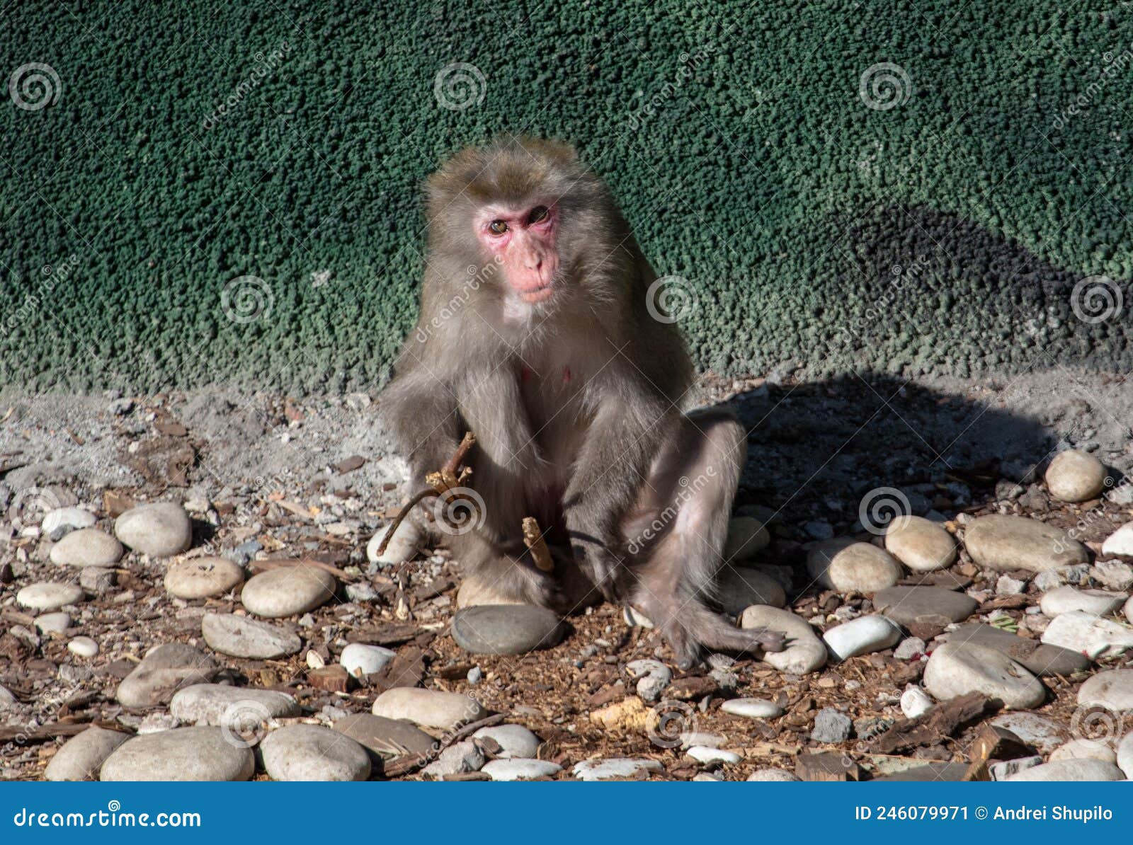 The Monkey Works with a Stick in His Hands. Stock Image - Image of ...