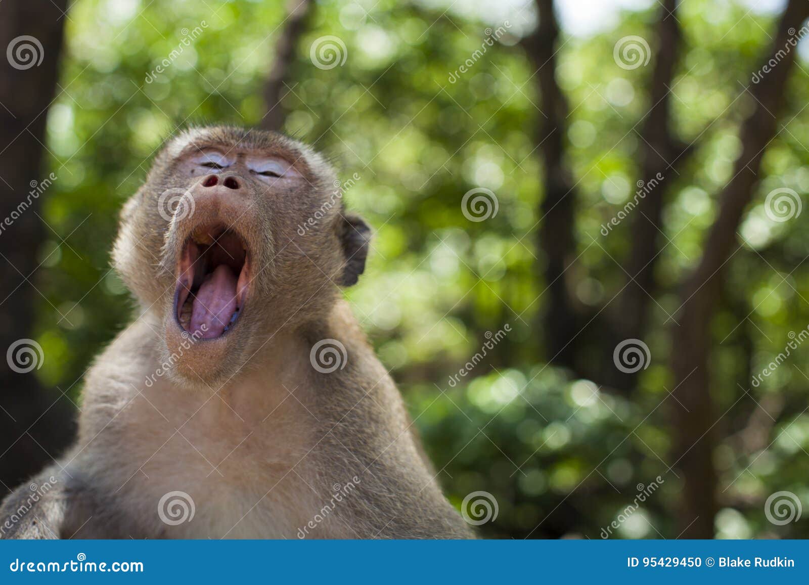 Monkey yawn stock photo. Image of blur, exposed, squint - 95429450