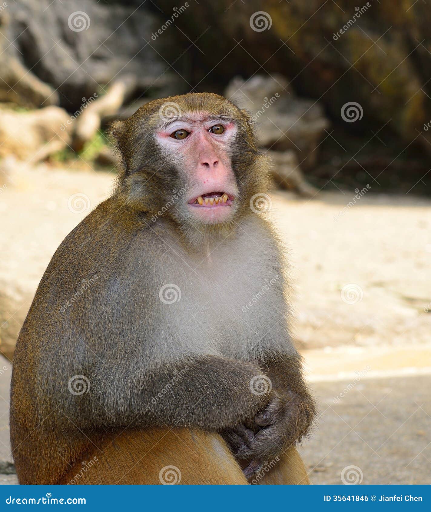 A Monkey is Yawning stock photo. Image of tongue, cute - 35641846