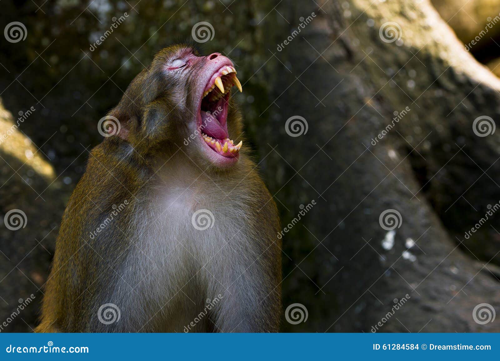 The monkey is Yawning stock photo. Image of snout, temple - 61284584