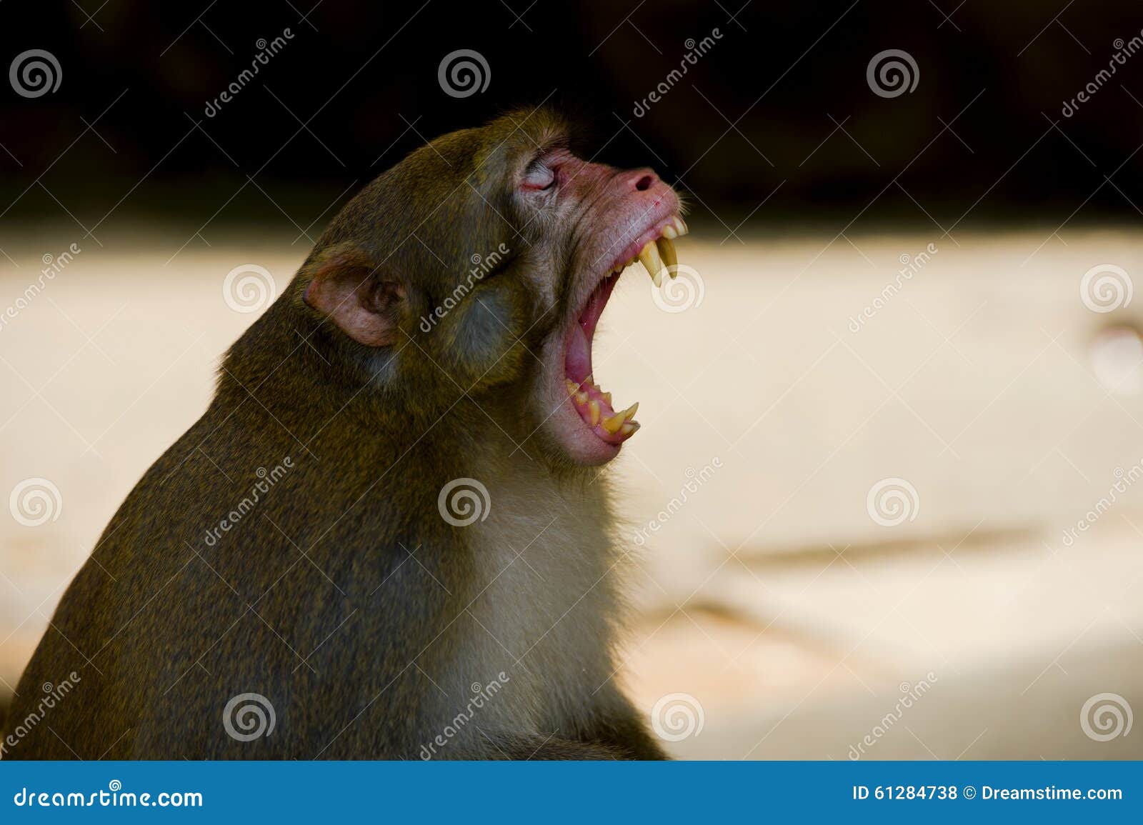 The monkey is Yawning stock photo. Image of biology, monkey - 61284738