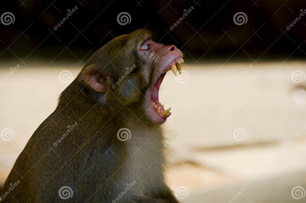 The monkey is Yawning stock photo. Image of biology, monkey - 61284738