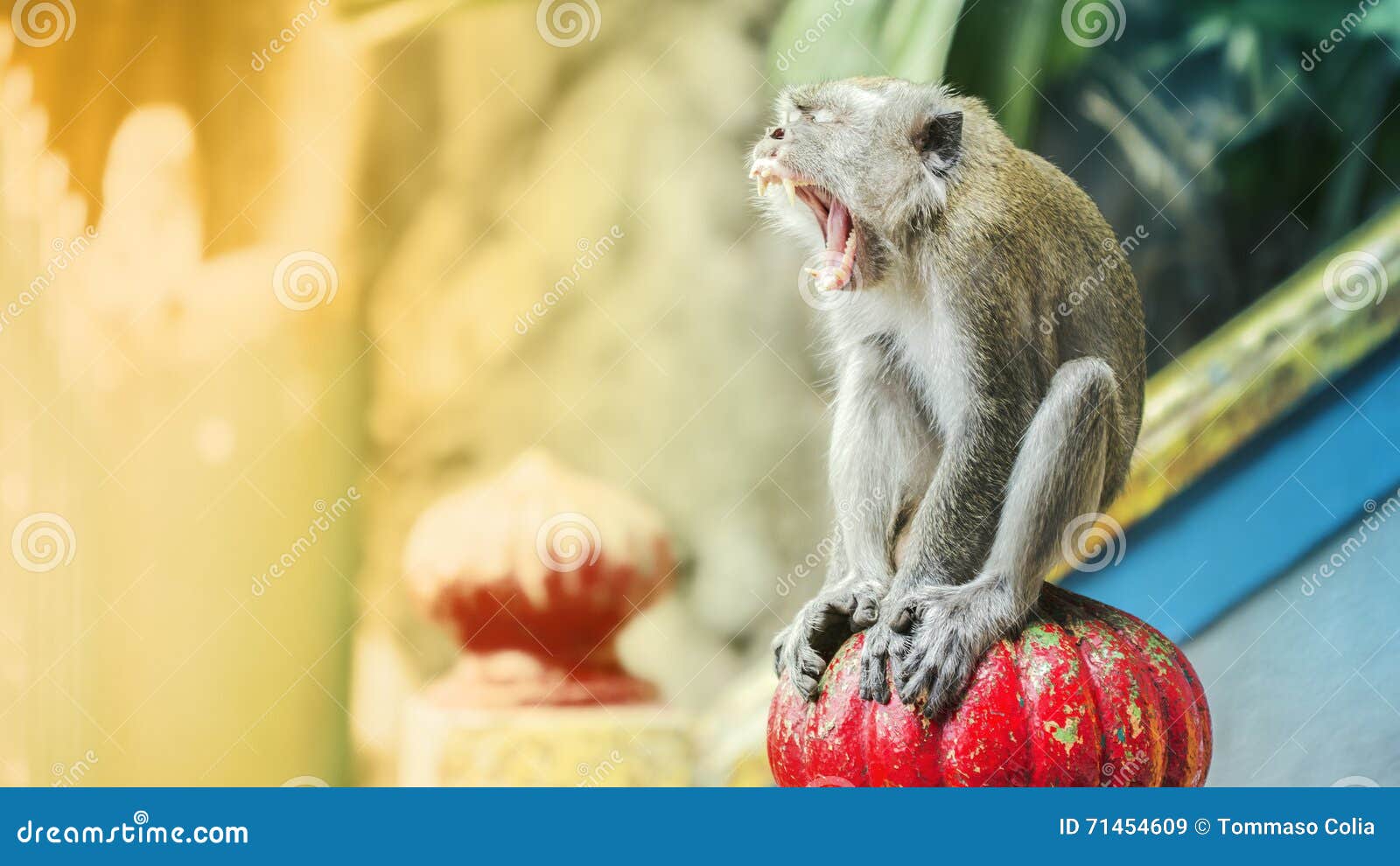 Monkey yawning stock image. Image of forest, tired, expression - 71454609