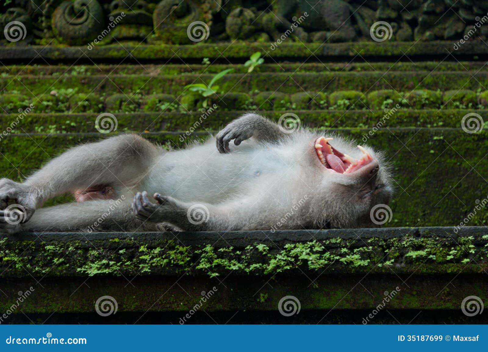 Monkey Yawning on the Stone Stock Image - Image of stone, cambodia ...