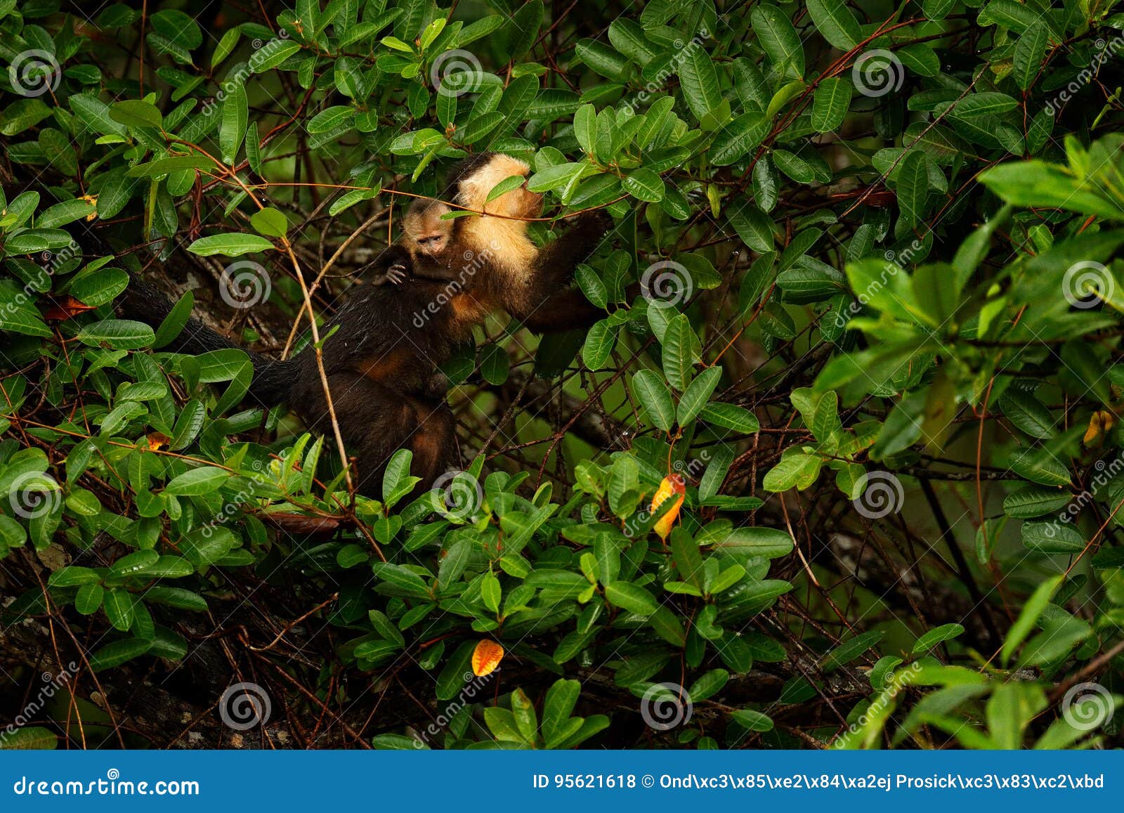 Monkey With Young. Black Monkey Hidden In The Tree Branch In The Dark ...