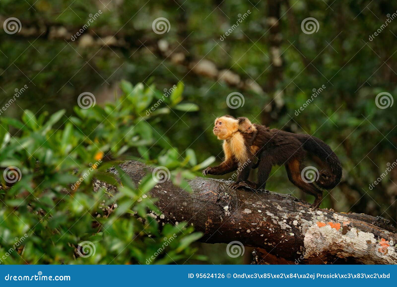 Monkey with Young. Black Monkey Walking on the Tree Branch in the Dark ...