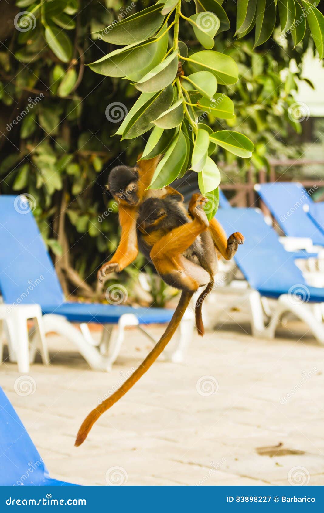 Monkey and Young Climbing Down a Tree Stock Image - Image of colobus ...