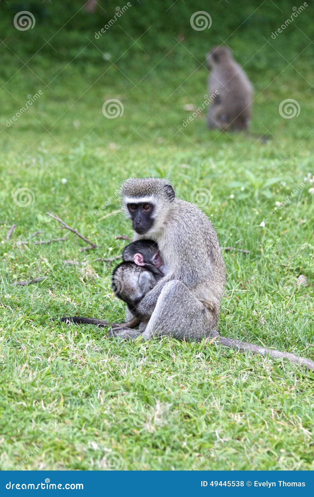 Monkey with young stock photo. Image of safari, green - 49445538