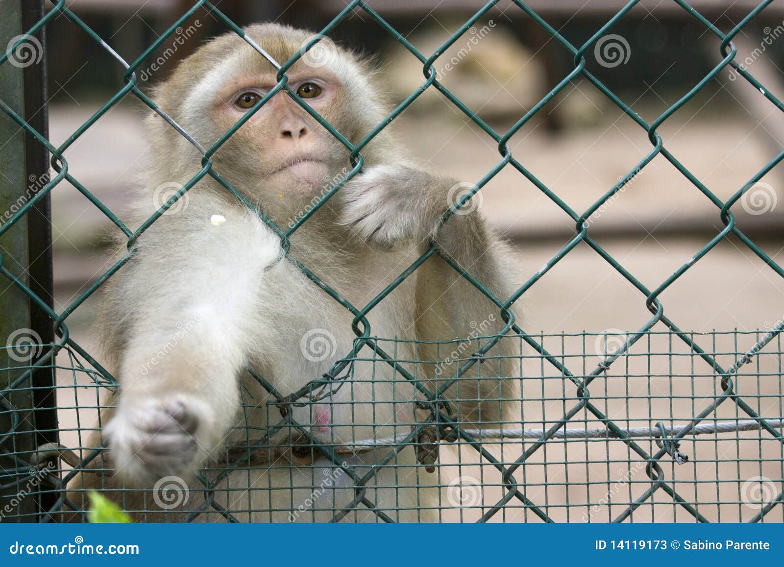 Monkey at the zoo stock image. Image of captivity, animal - 14119173