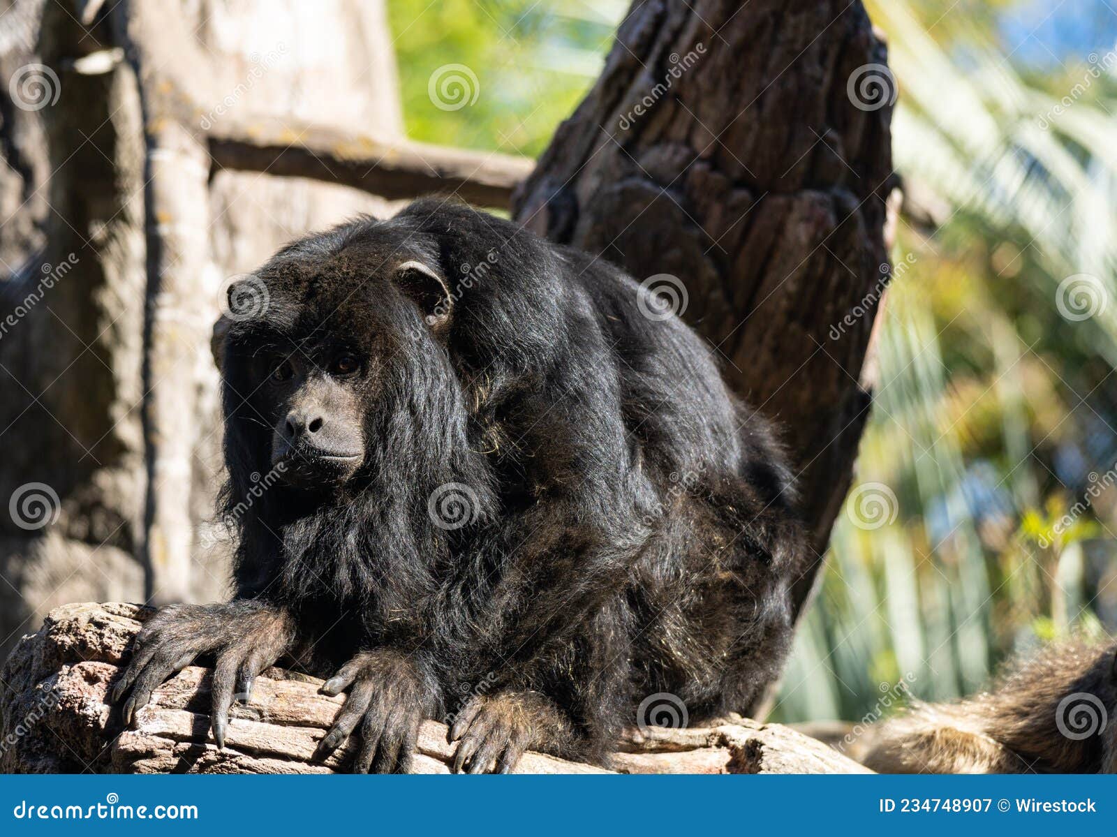 Monkey in the zoo stock image. Image of wildlife, animal - 234748907