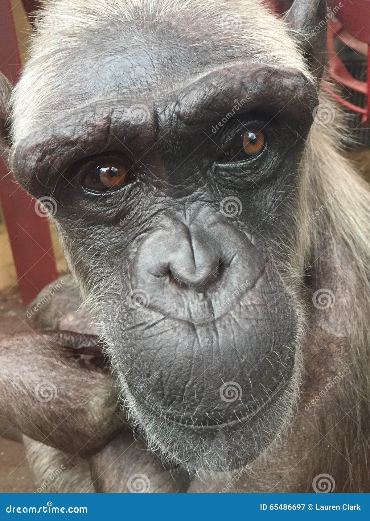 Monkey stock image. Image of happy, england, monkey - 65486697