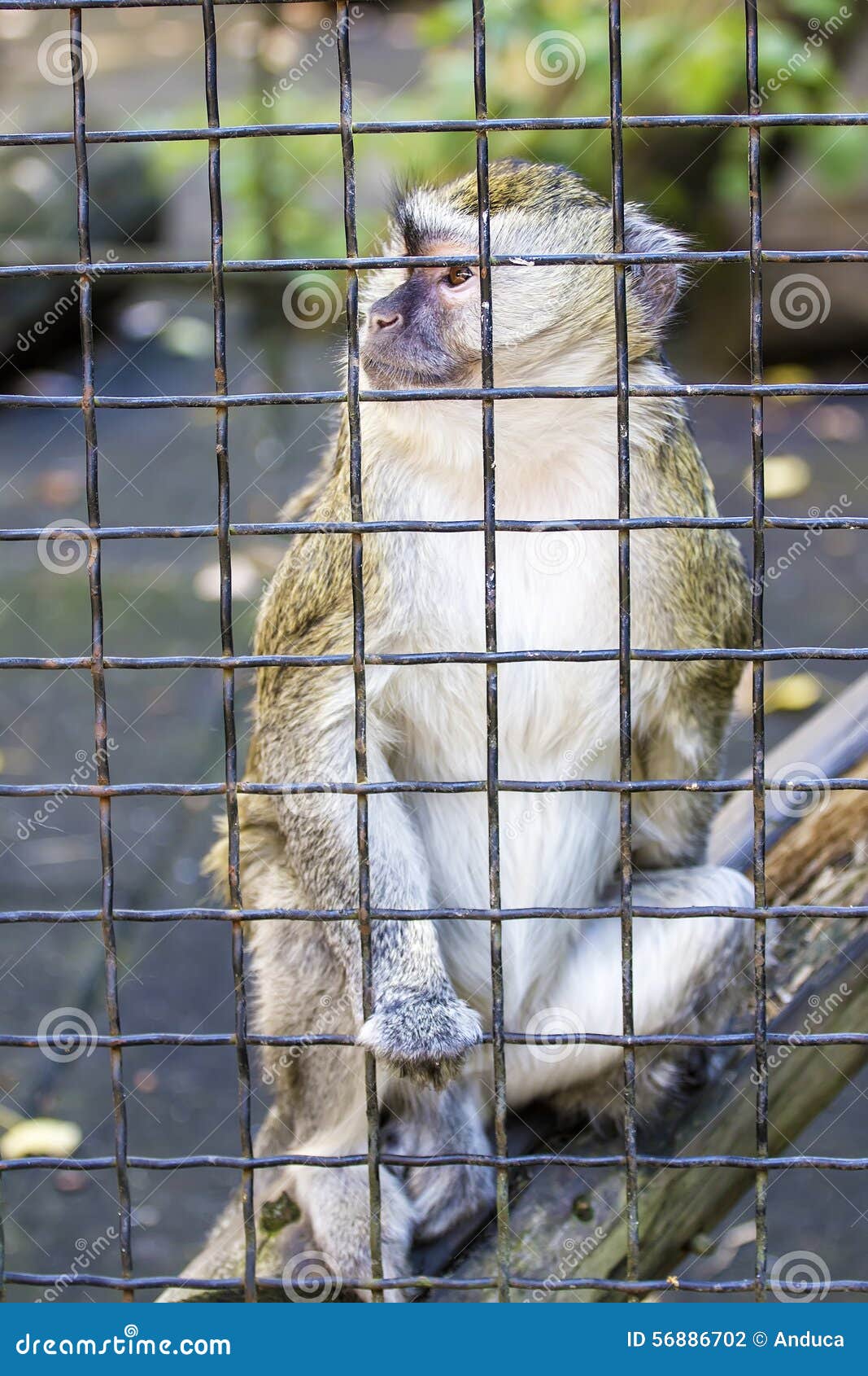 Monkey stock photo. Image of entertainment, garden, environment - 56886702