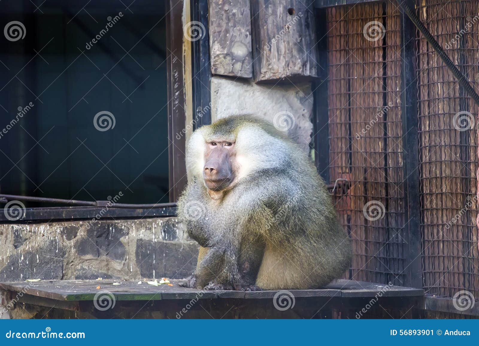 Monkey stock image. Image of entertainment, defence, closed - 56893901