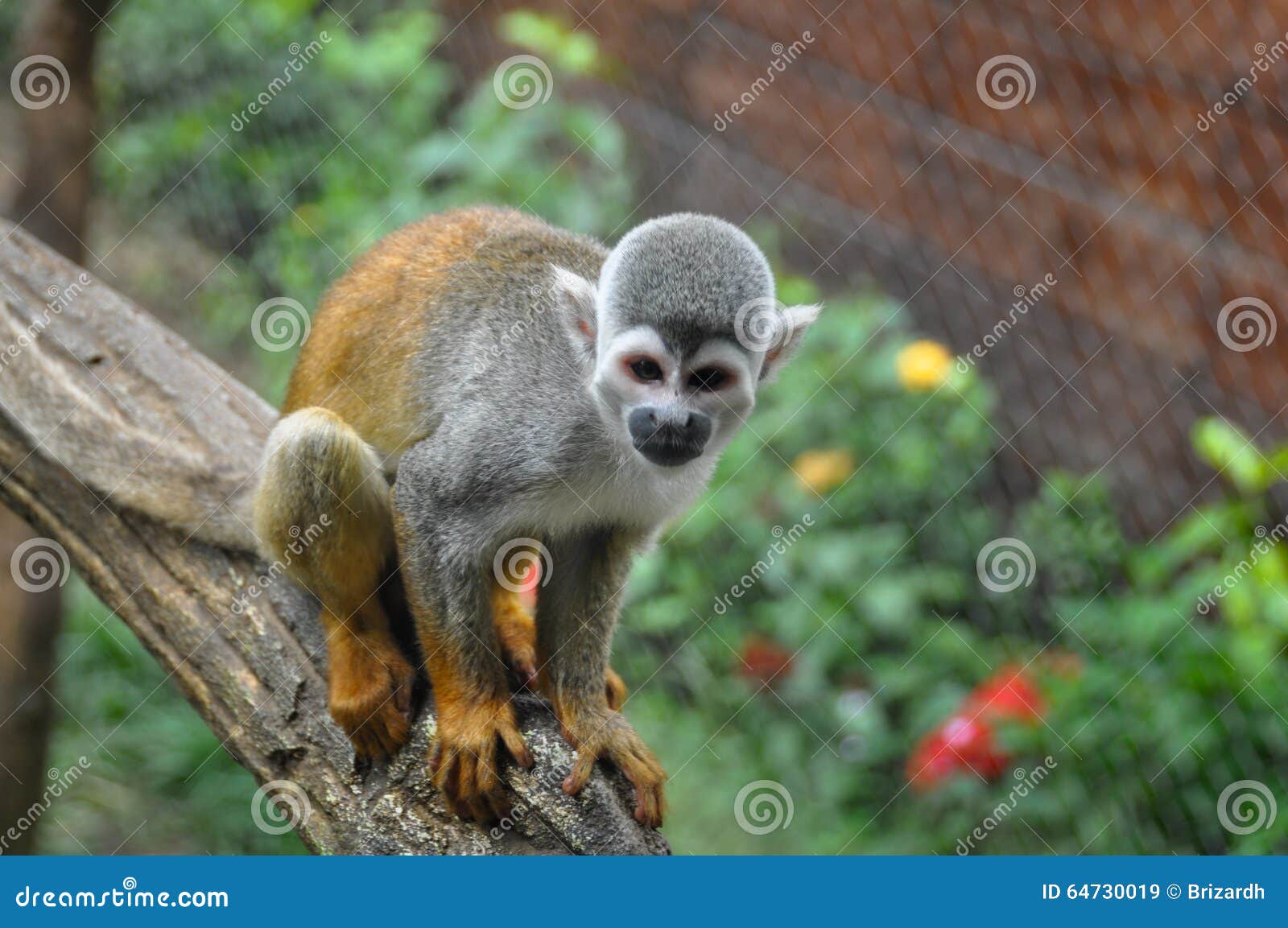 Monkey at the Zoo, Cali, Colombia Stock Image - Image of gray, animal ...