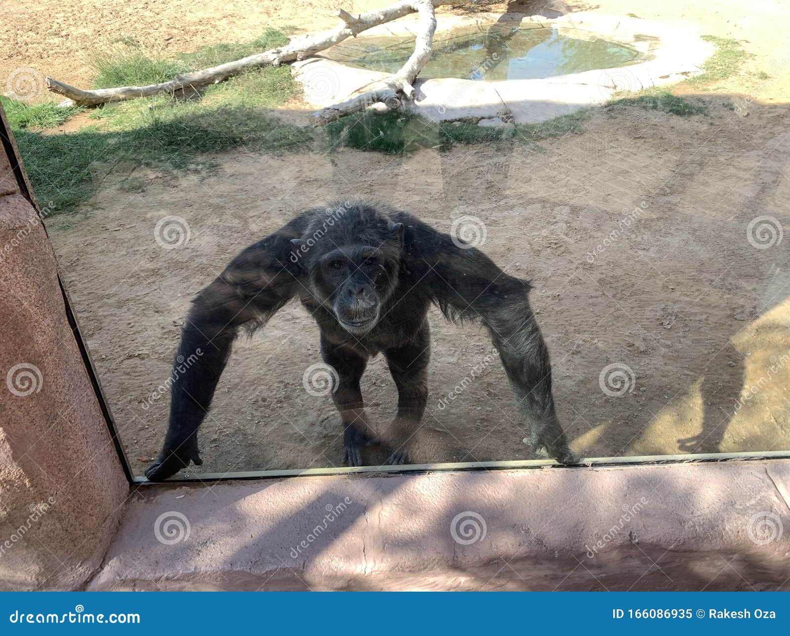 Monkey at zoo stock image. Image of monkey, picnic, animals - 166086935