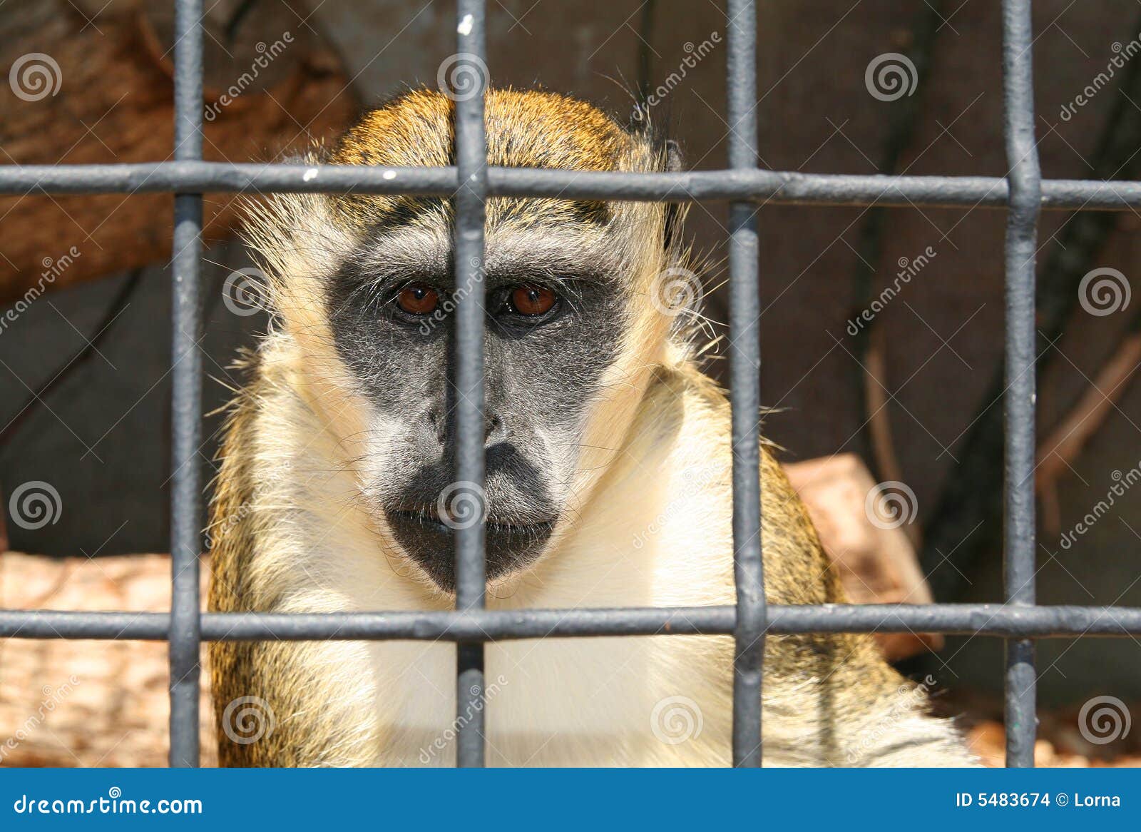 Monkey in Zoo or Laboratory Stock Photo - Image of brown, chimpanzee ...