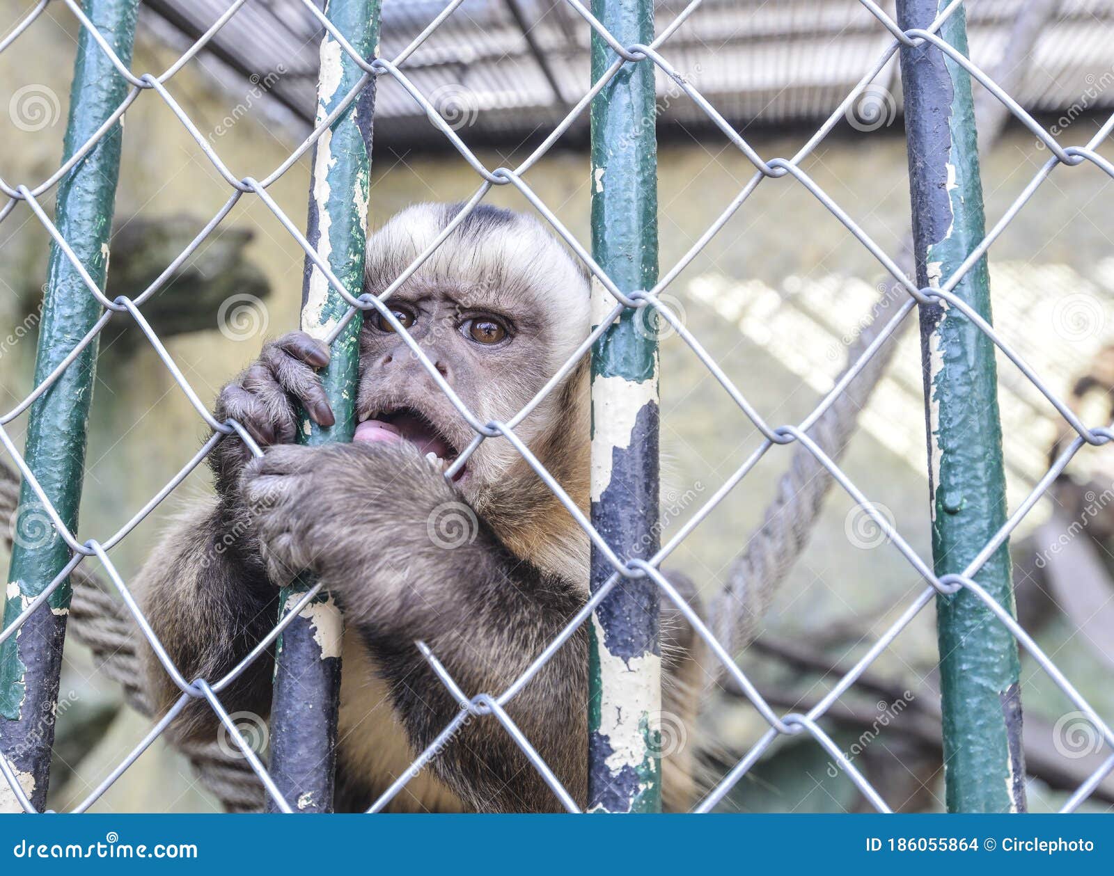 A monkey in the zoo editorial stock image. Image of animals - 186055864