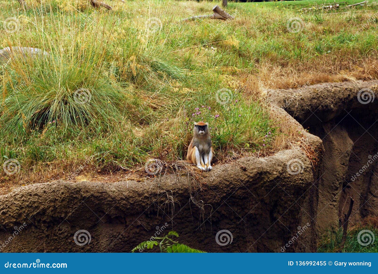 Monkey in zoo stock image. Image of monkey, tree, seattle - 136992455