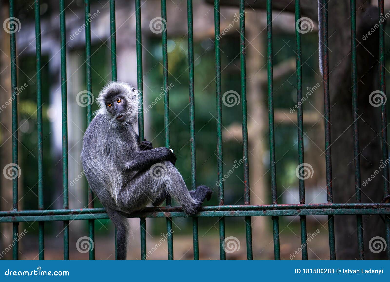 Monkey in the zoo stock photo. Image of long, monkey - 181500288