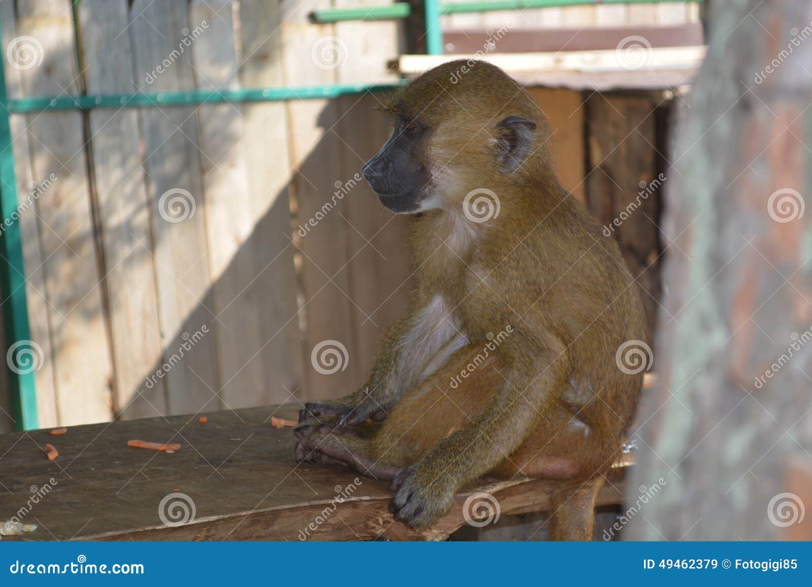 Monkey stock image. Image of mammal, primacies, house - 49462379