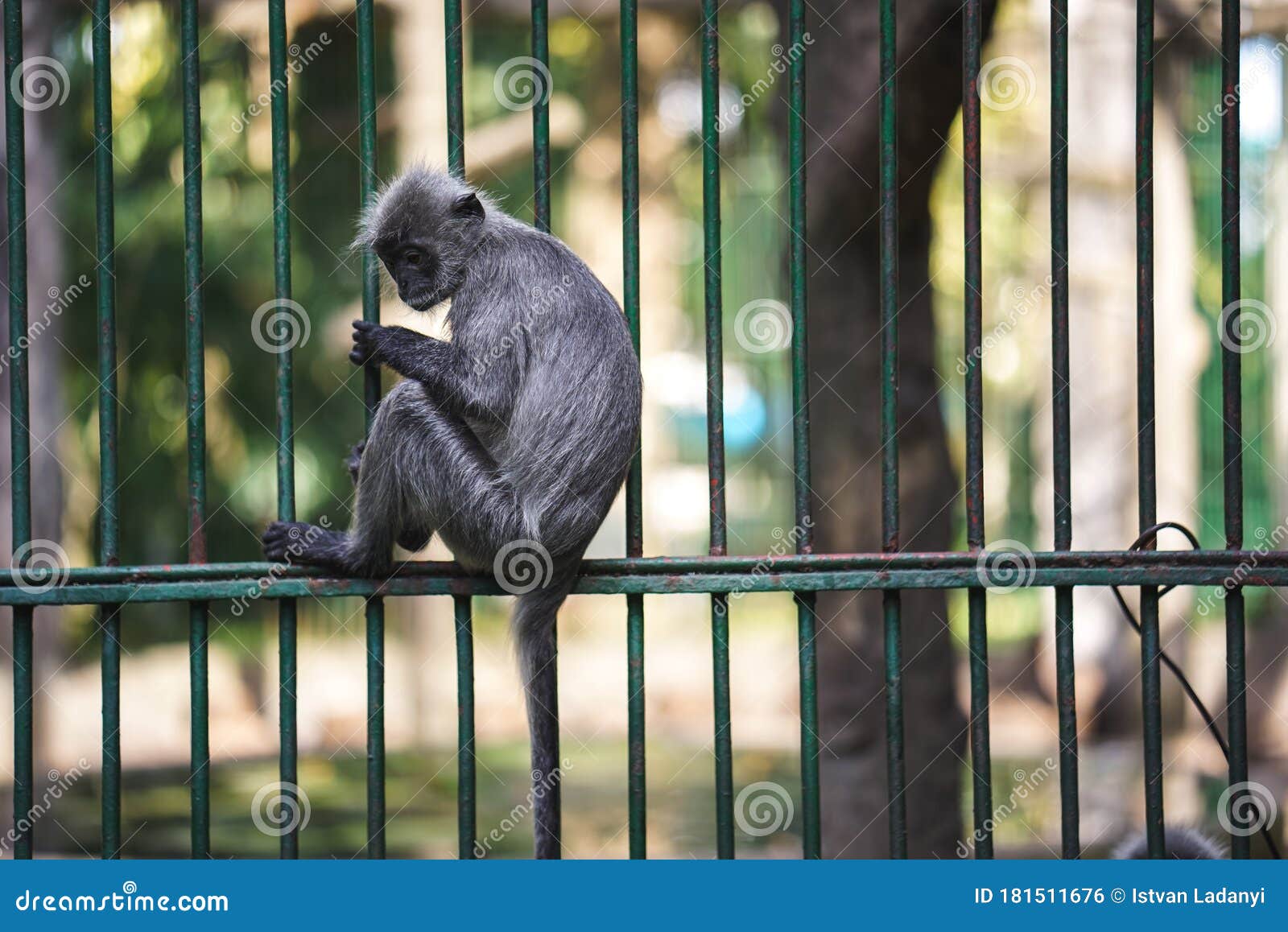 Monkey in the zoo stock photo. Image of asia, asian - 181511676