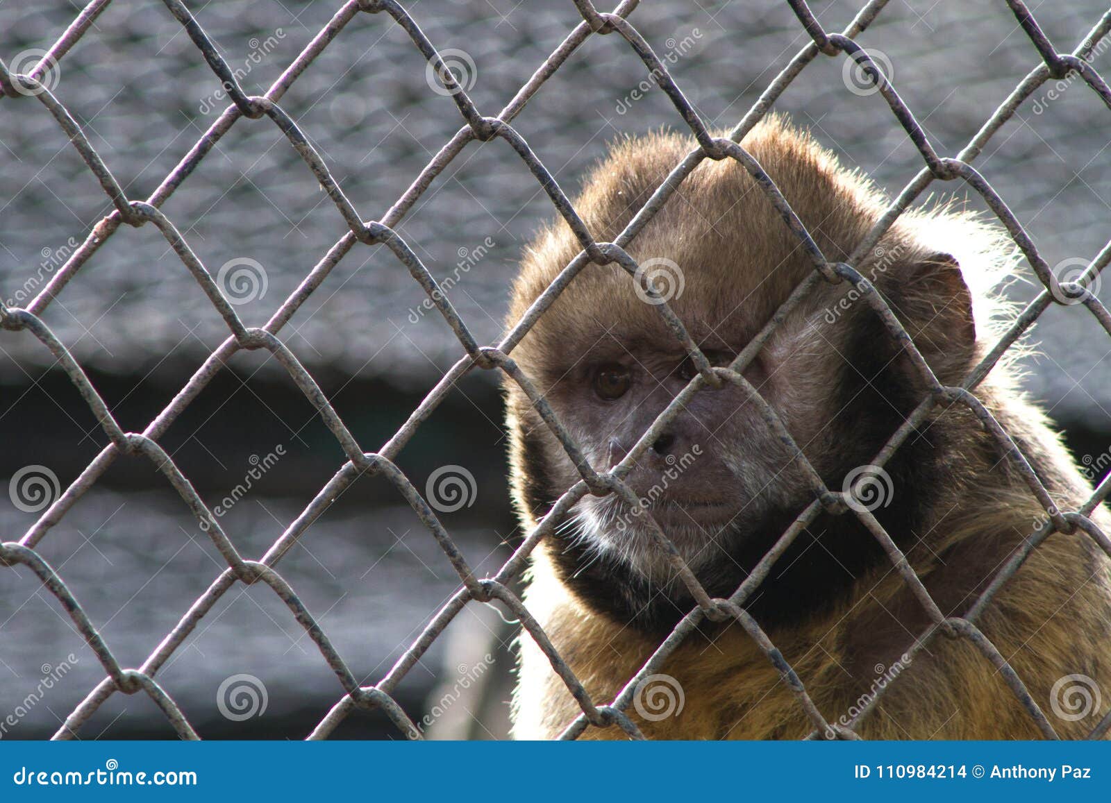 Monkey in the Zoo Rio De Janeiro Stock Photo - Image of asia, nature ...