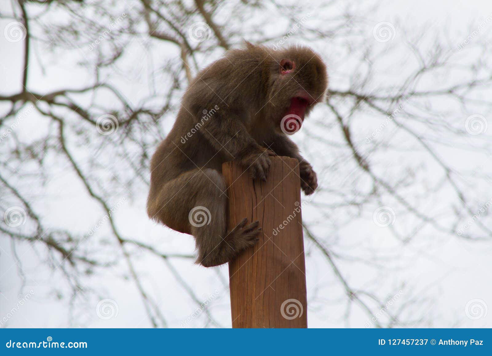 Monkey in the Zoo Rio De Janeiro Stock Image - Image of jungle, janeiro ...