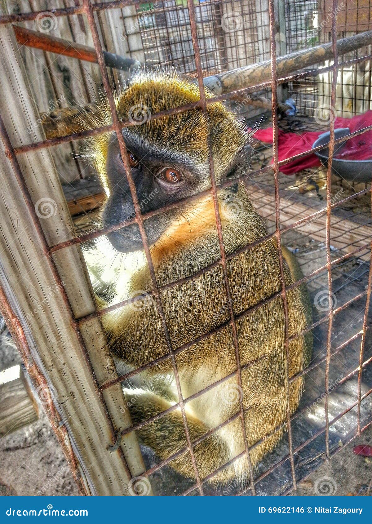 Monkey in the zoo stock photo. Image of monkey, contact - 69622146